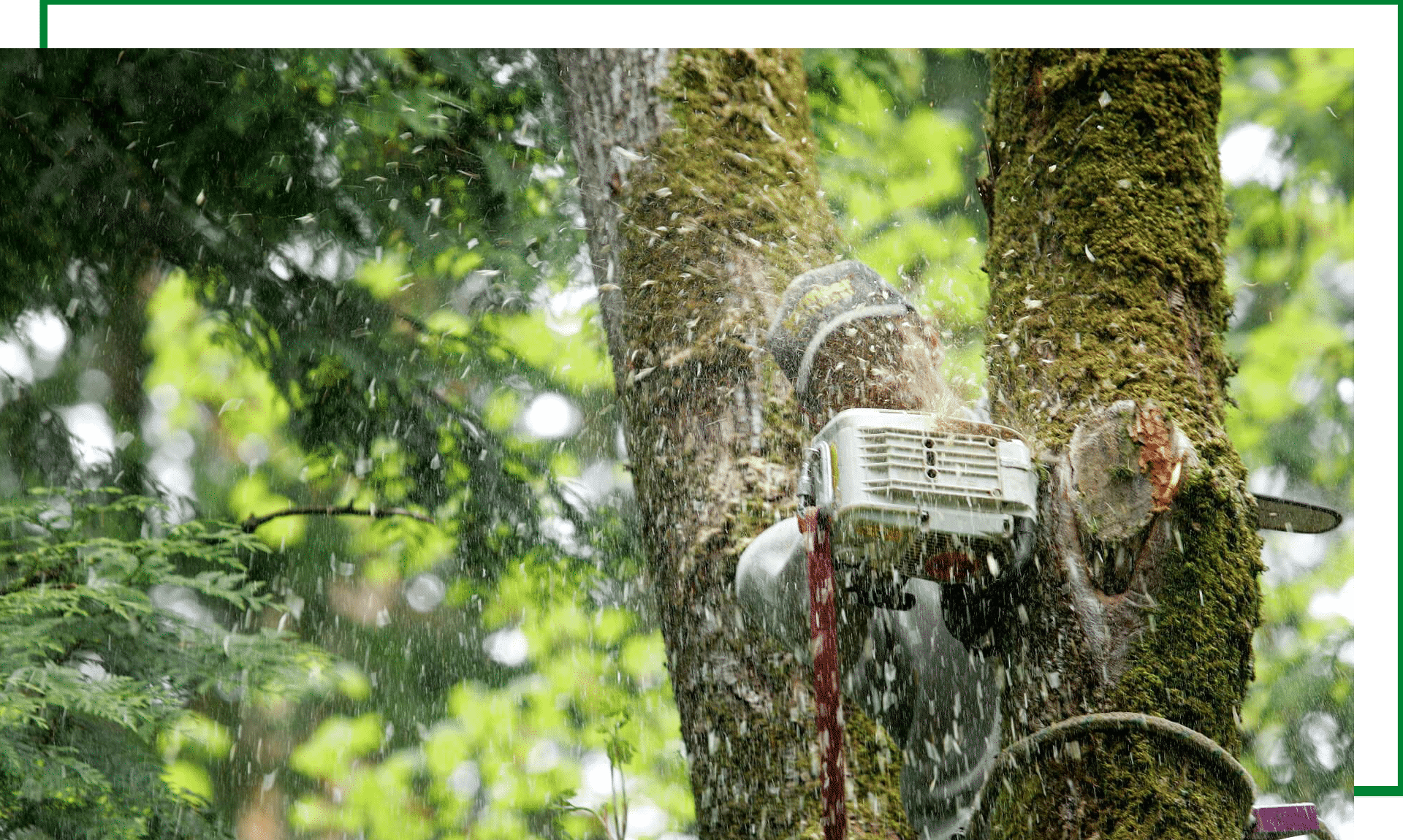 Professional Tree Removal Sacramento Hire The Tree Removal Experts