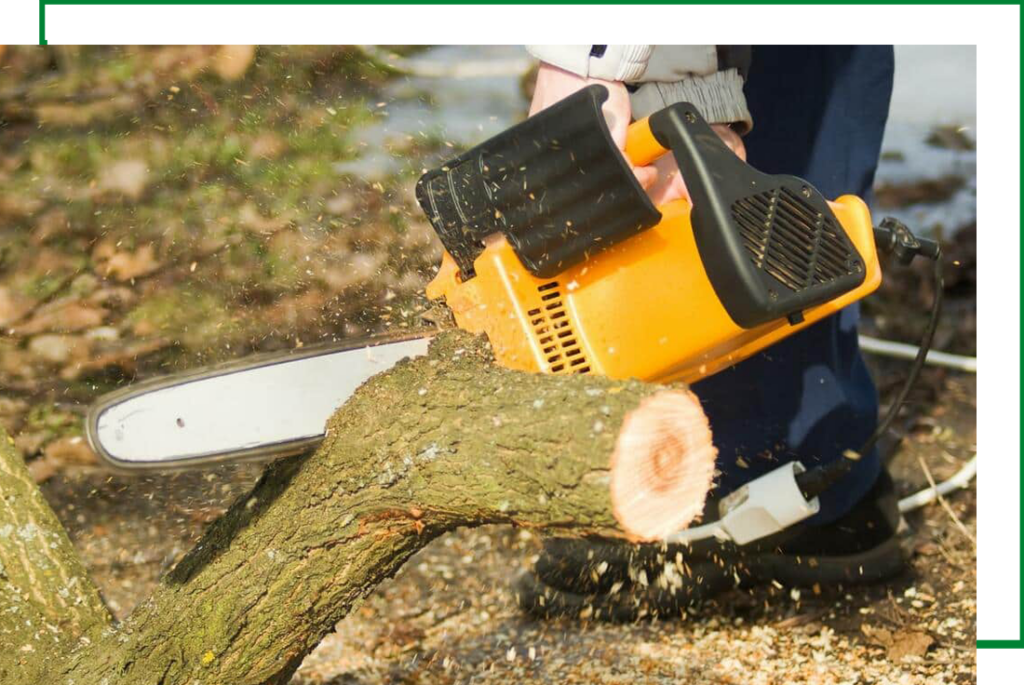 Tree Removal Sacramento - Cost Effective Services